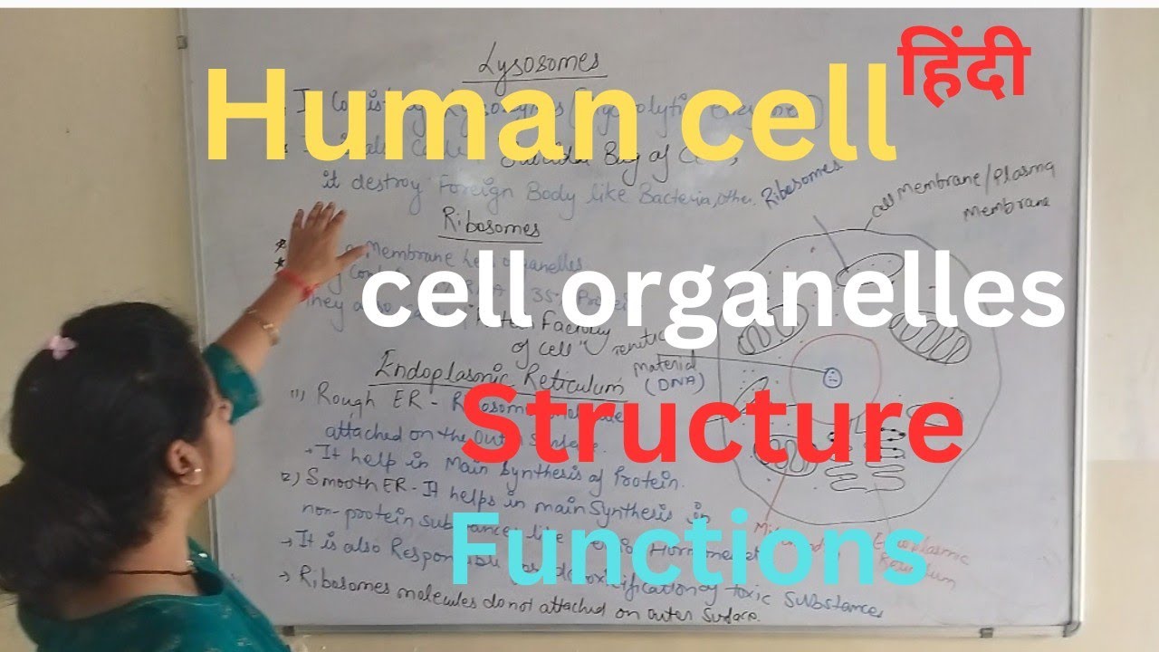 Human cell in hindi | The fundamental unit of life | Organelles ...
