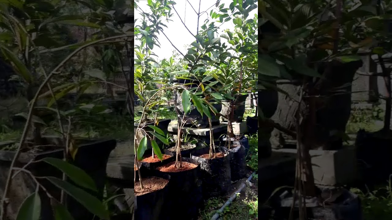 Tabulampot full - YouTube