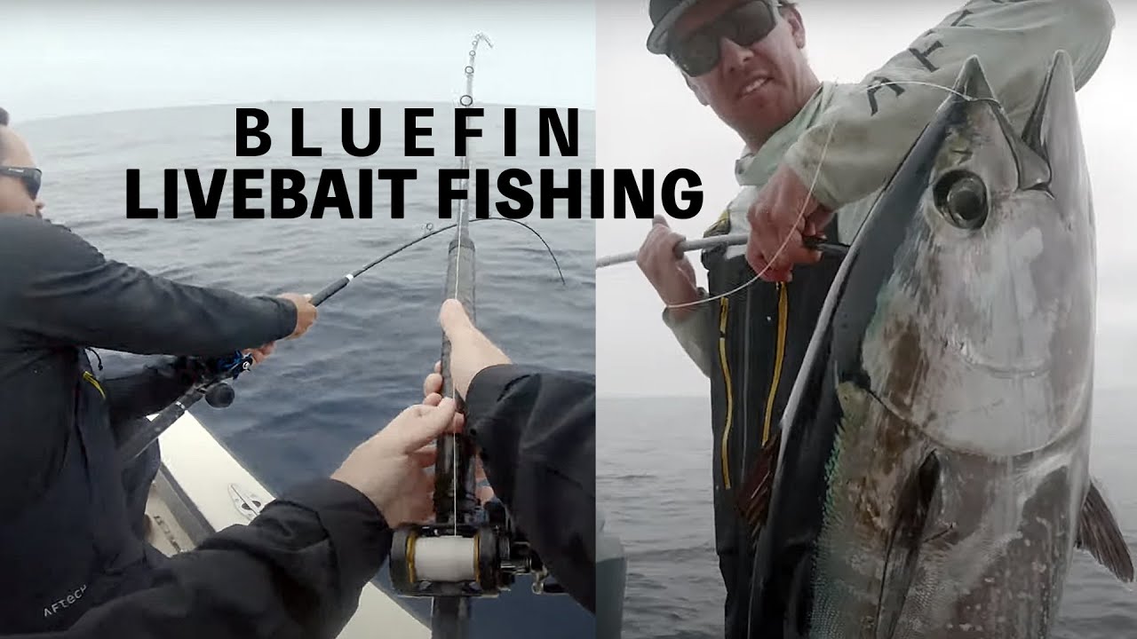 Catching Bluefin Tuna on Live Bait - Private Boat - YouTube