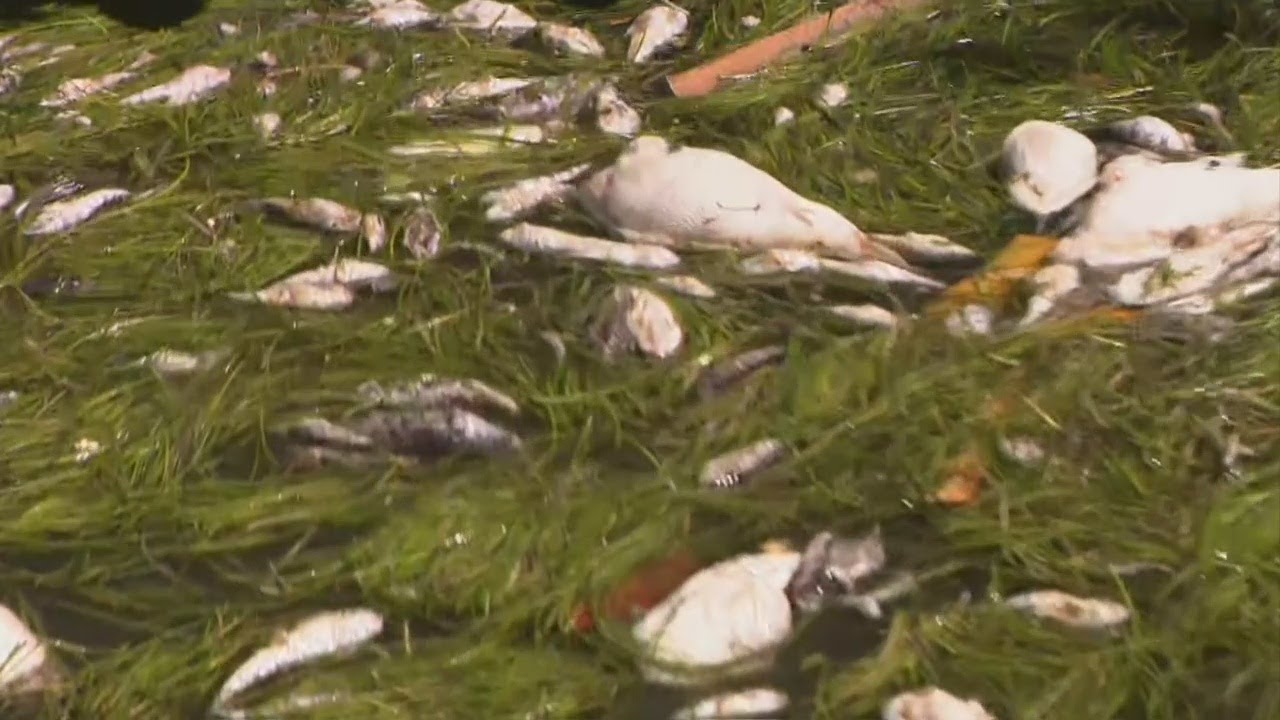 Biscayne Bay Residents Complain Of Stench After Thousands Of Dead Fish ...