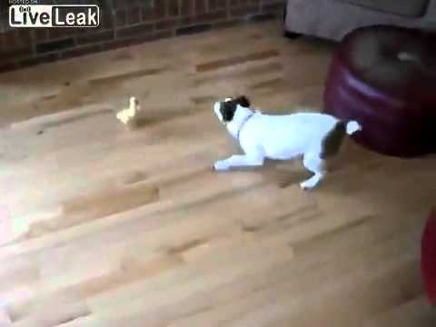 Duck vs. Dog - YouTube