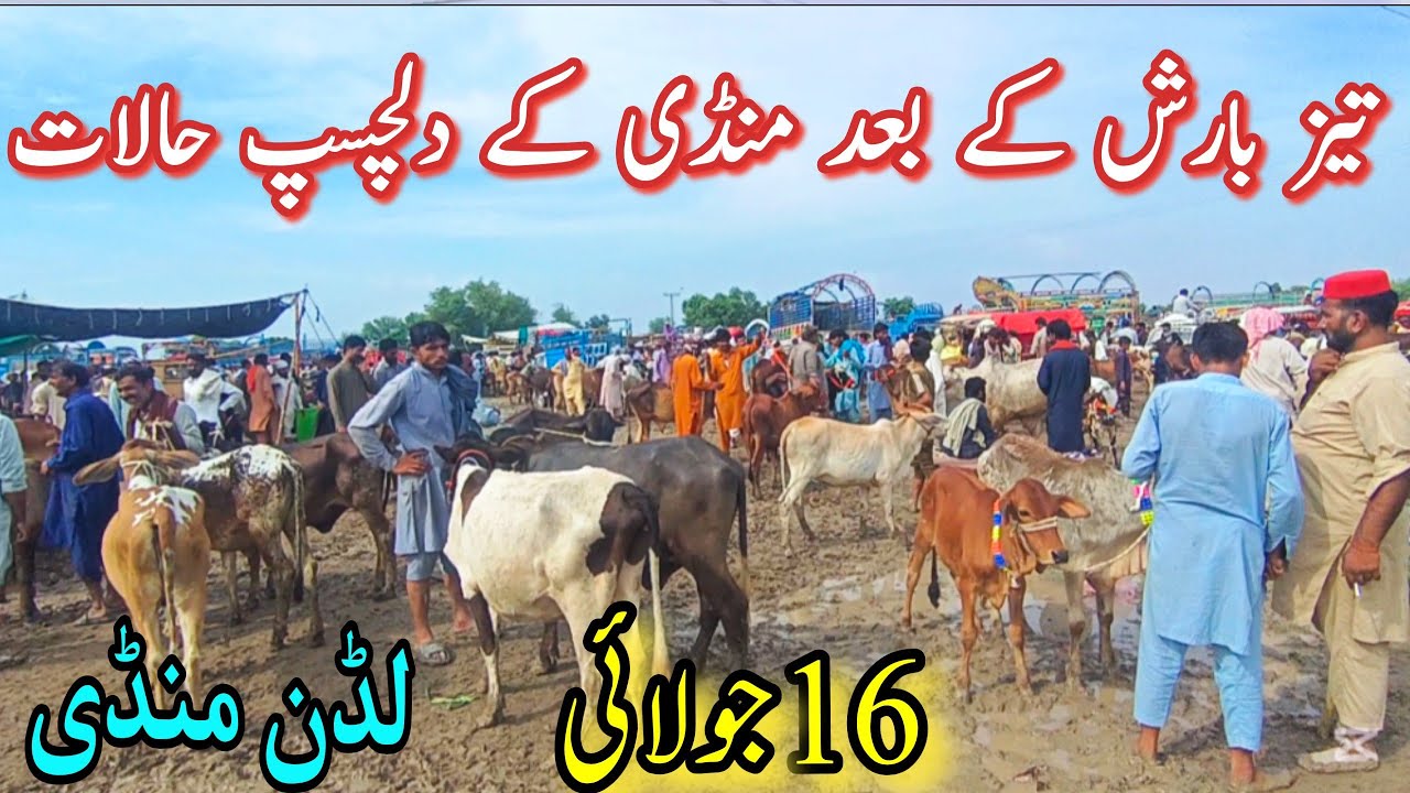Today, Condition After Heavy Rain In The Luddan Animal Market / Latest ...