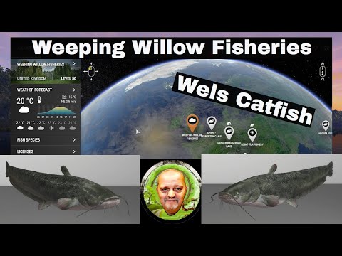 Fishing Planet. Weeping Willow Fisheries, Wels Catfish - YouTube