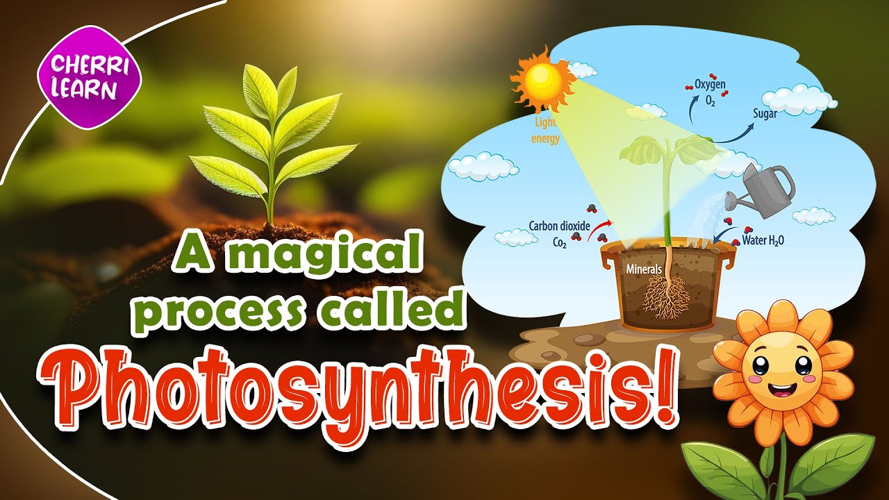 A magical process called Photosynthesis! - YouTube