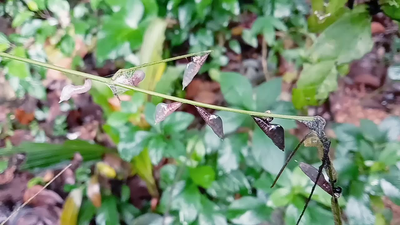 Pupal stage of butterfly - YouTube
