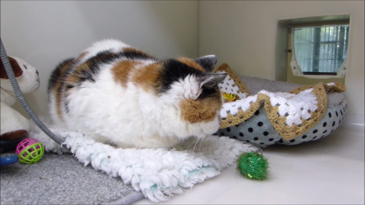 Cats Protection Derby AC Amanda - YouTube
