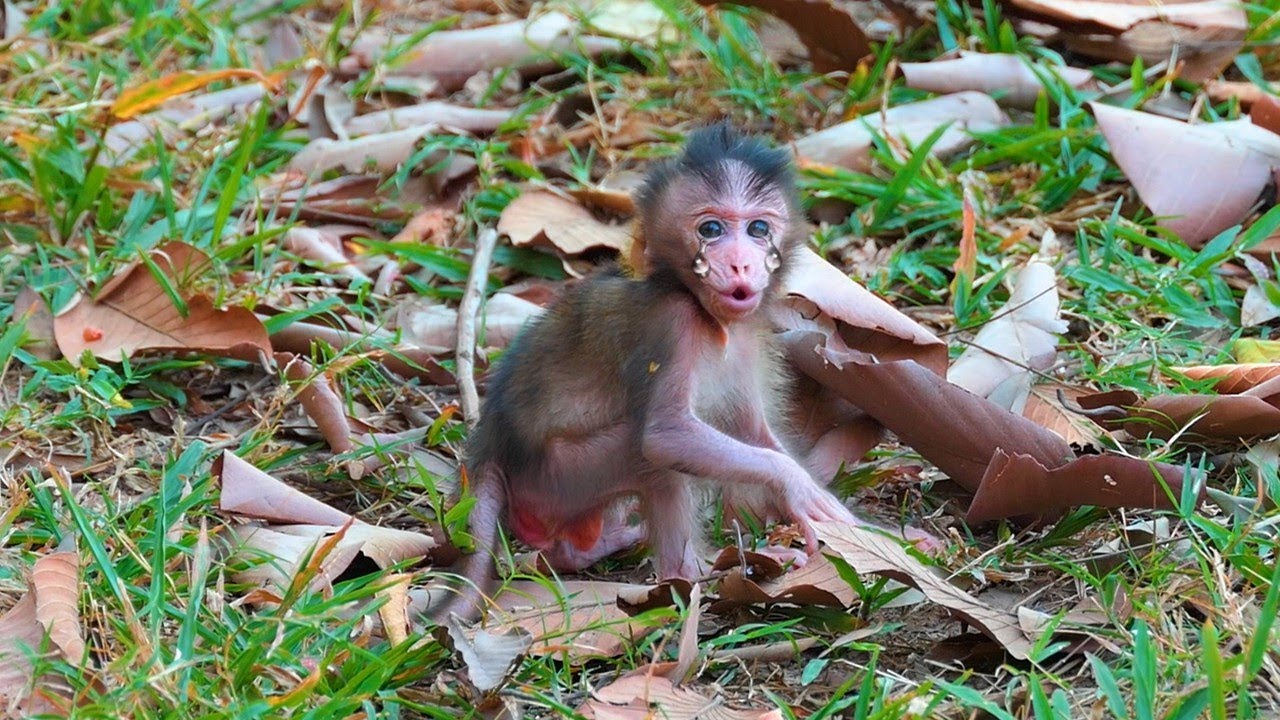 Cute baby Meeko c__ries for a short time Because he was afraid of his ...