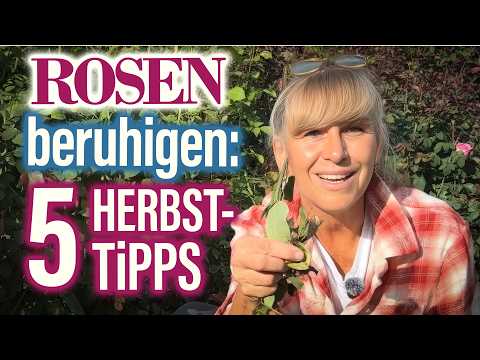 Deine Rosen im Herbst: 5 Schritte in die Ruhephase 🌹