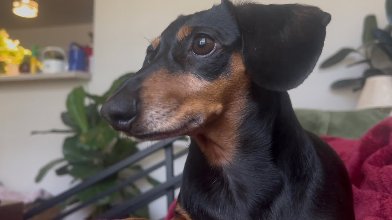 Dachshund Back Problems - YouTube
