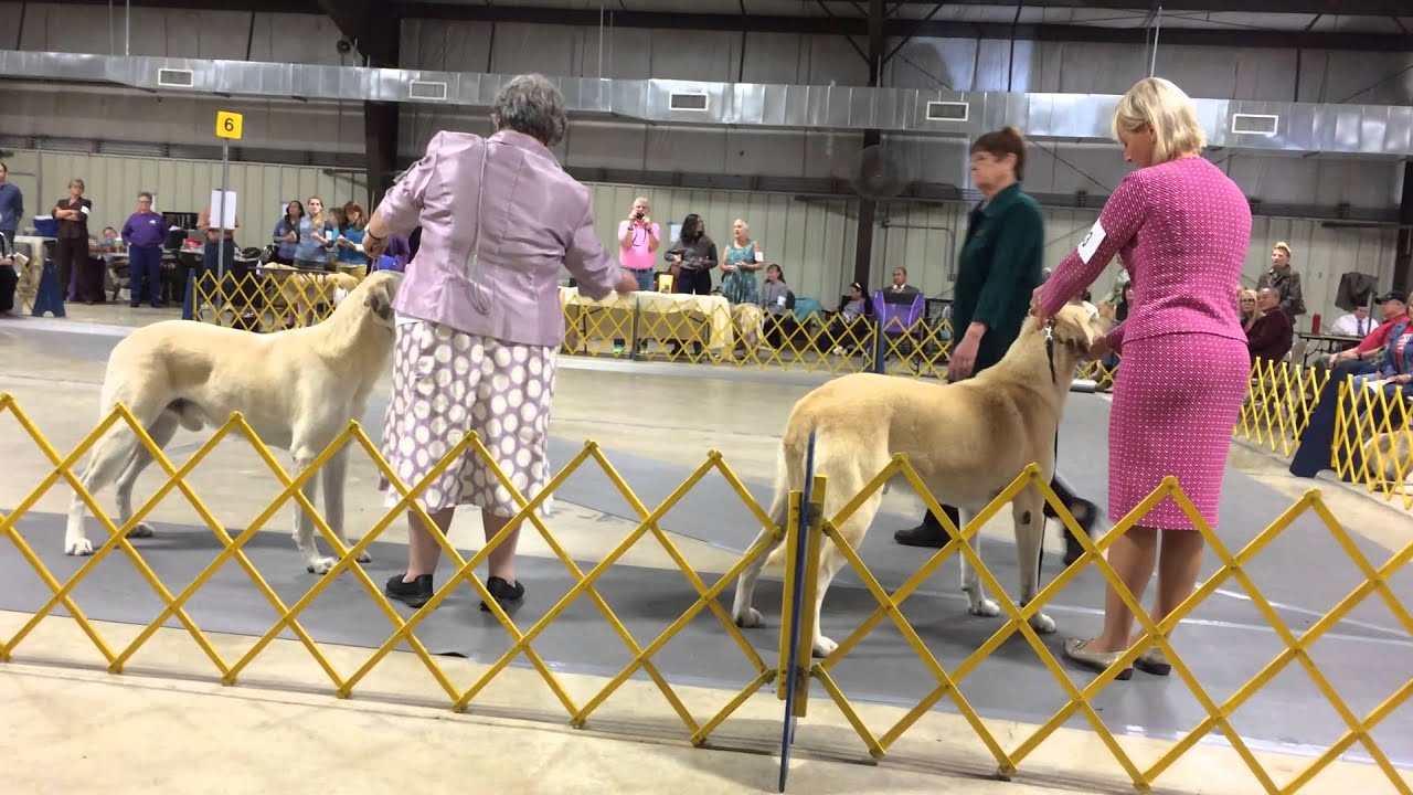2015 ASDCA NATIONAL - Supported Entry October 10, 2015 - YouTube