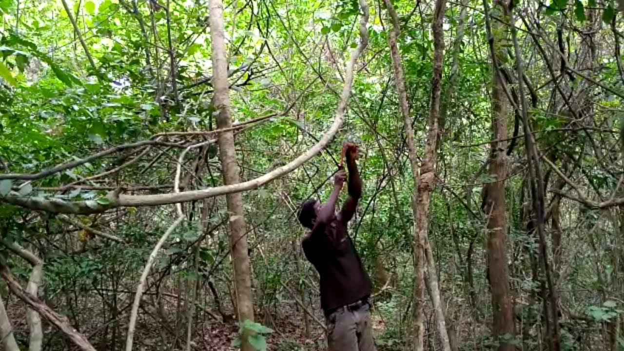 Hunting for birds with catapult - YouTube