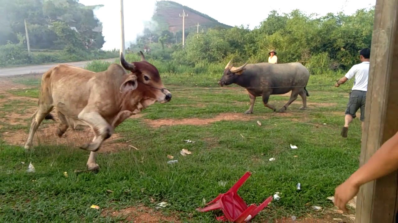 nguj twm thiab nguj daas sib nrau - YouTube