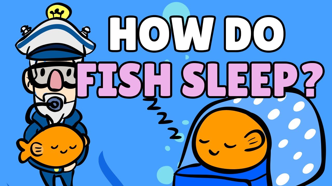Do Fish Really Sleep? Unlocking the Secrets of Underwater Naps ...
