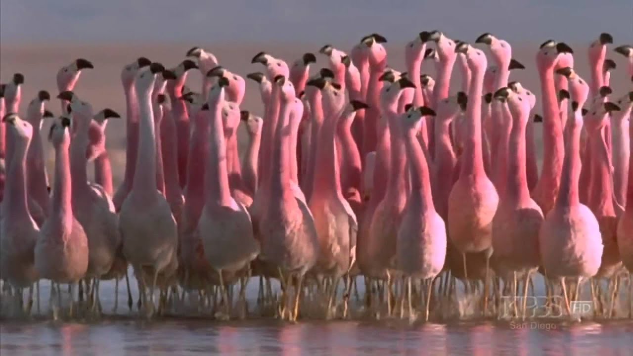 ANDEAN FLAMINGO MATING DANCE Produce - YouTube