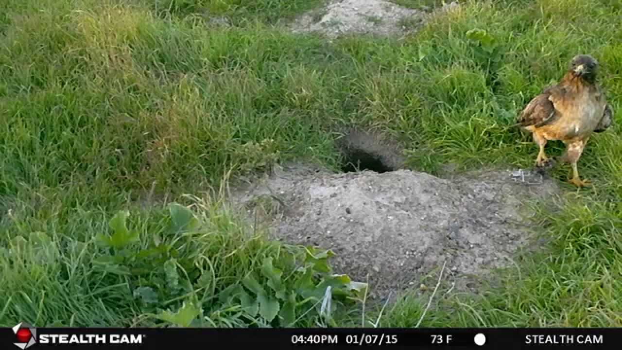 Red Tail Hawk on a Trapped Gopher - YouTube