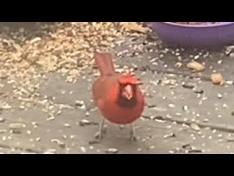 What mess?? 😲😇 So many birds, so many seeds to throw around! #birds # ...