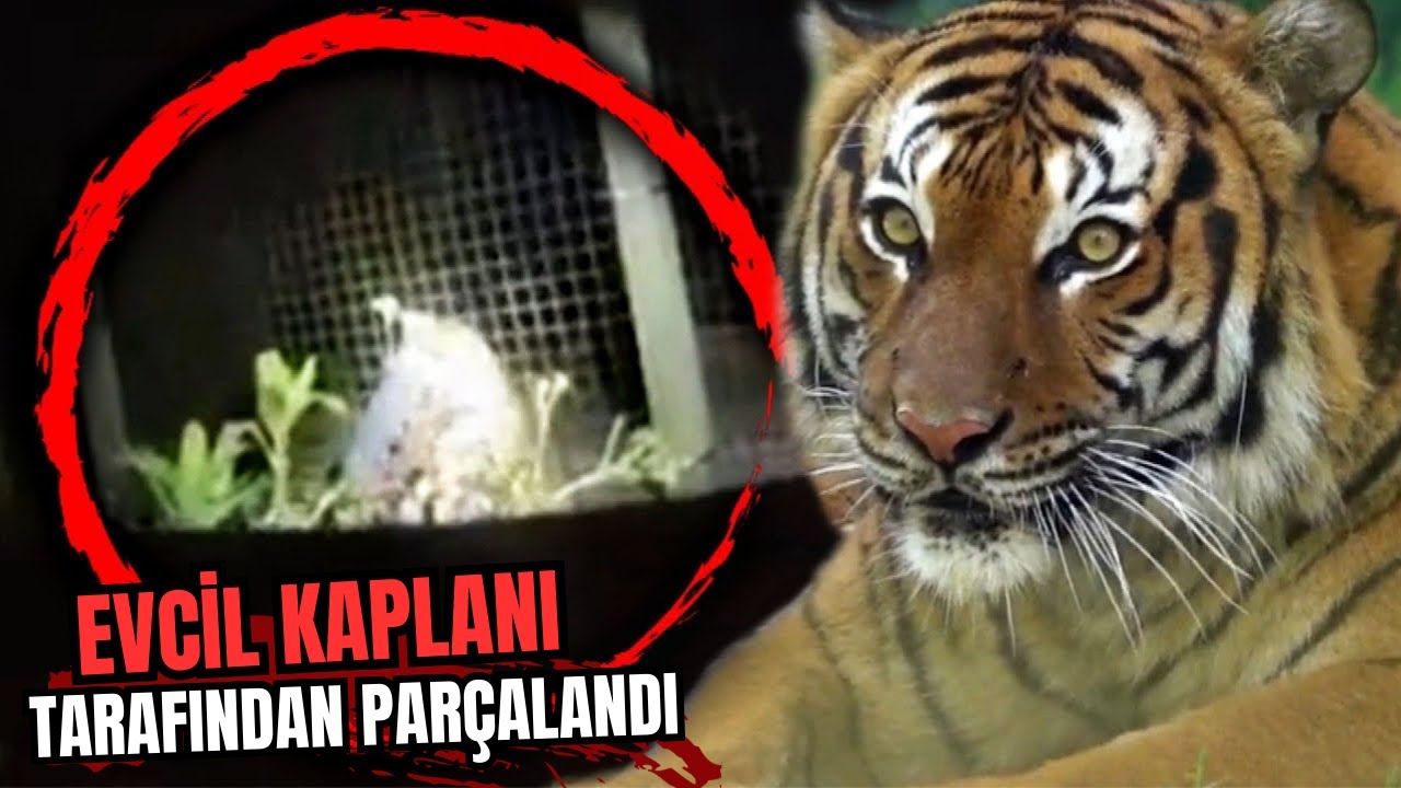 Evcil Kaplanı Tarafını Tarafından Canlı Canlı Yenilen Norman Buwalda ...