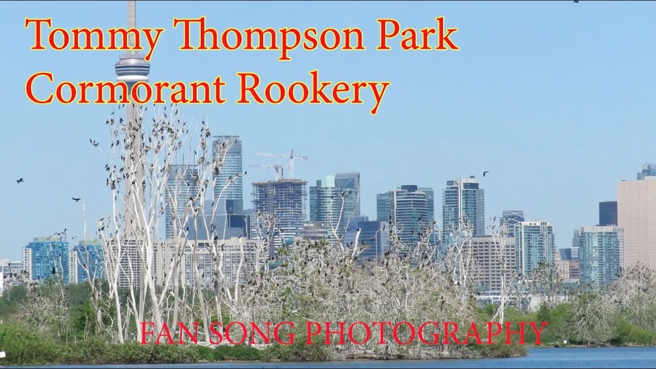 Cormorant Rookery at Tommy Thompson Park Toronto - YouTube