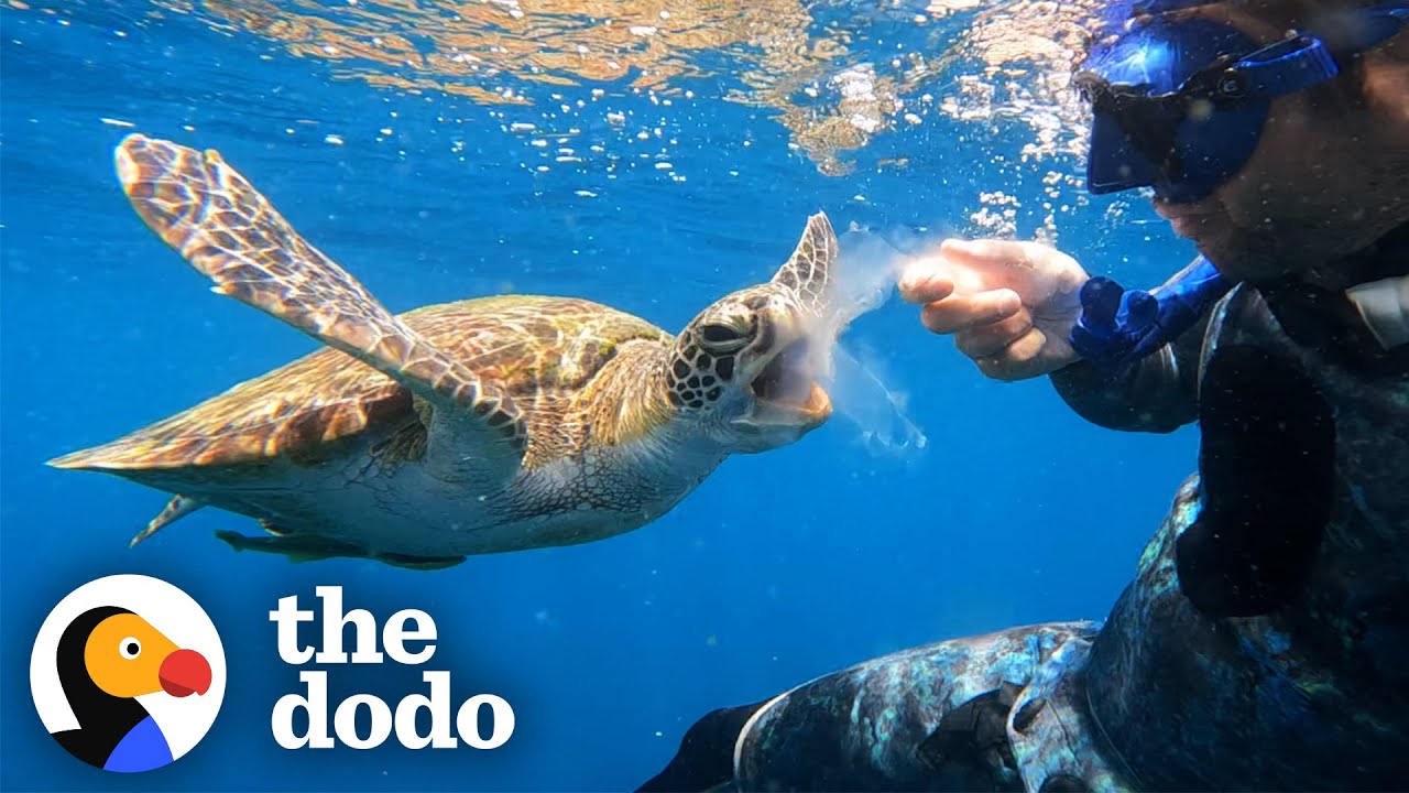 Sea Turtle Shares His Jellyfish With A Diver | The Dodo - YouTube