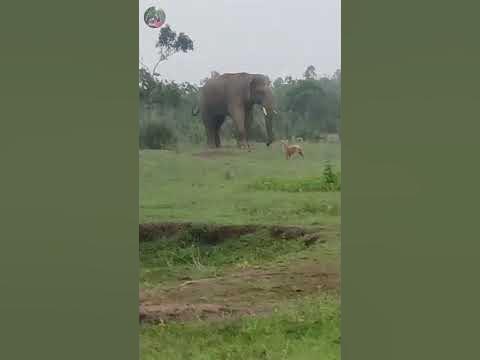 Elephant 🐘 vs Dog 🐕 #shorts #wildlife #youtubeshorts #viral #elephant ...