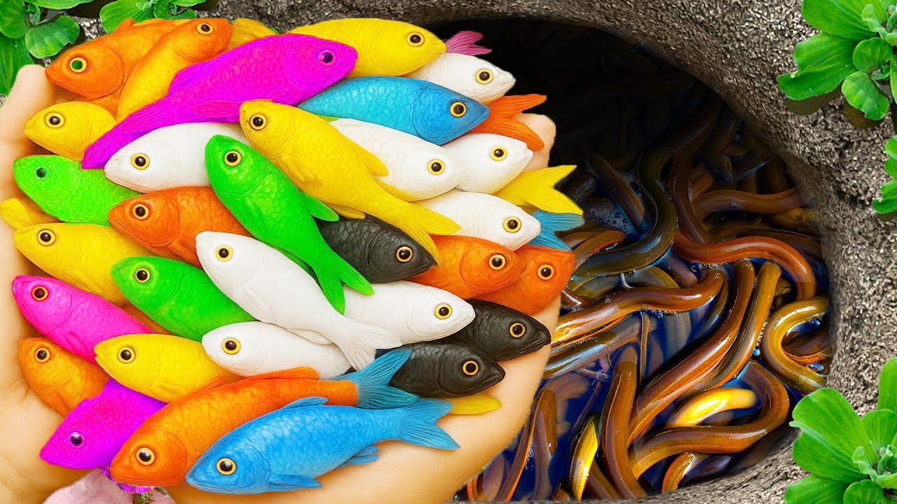 Catch cute aquarium fish in small pond: carp, koi, baby turtle, eel ...