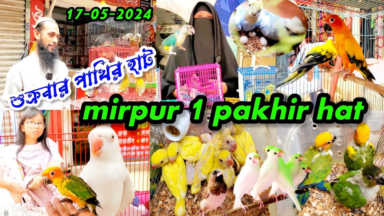 ১৭-০৫-২০২৪, শুক্রবার রংবেরঙের পাখির হাট | mirpur 1 pakhir hat | Friday ...