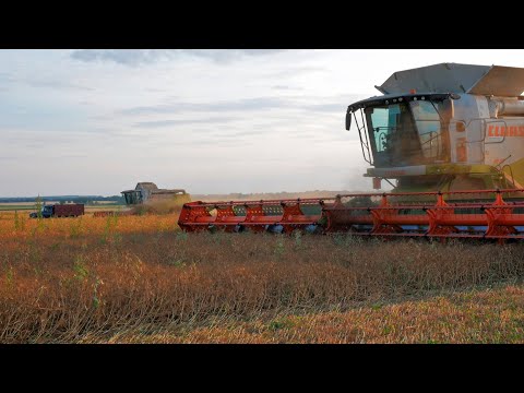Уборка гороха / 2X CLAAS Lexion - 770 Terra Trac, 540C, МАЗ 6501, ГАЗ 3306 /