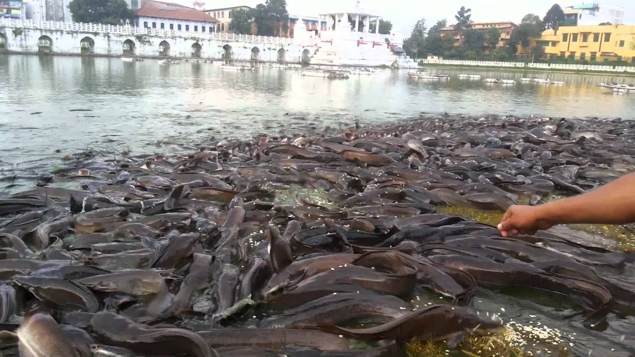 Feeding the fishes at Ranipokhari - YouTube