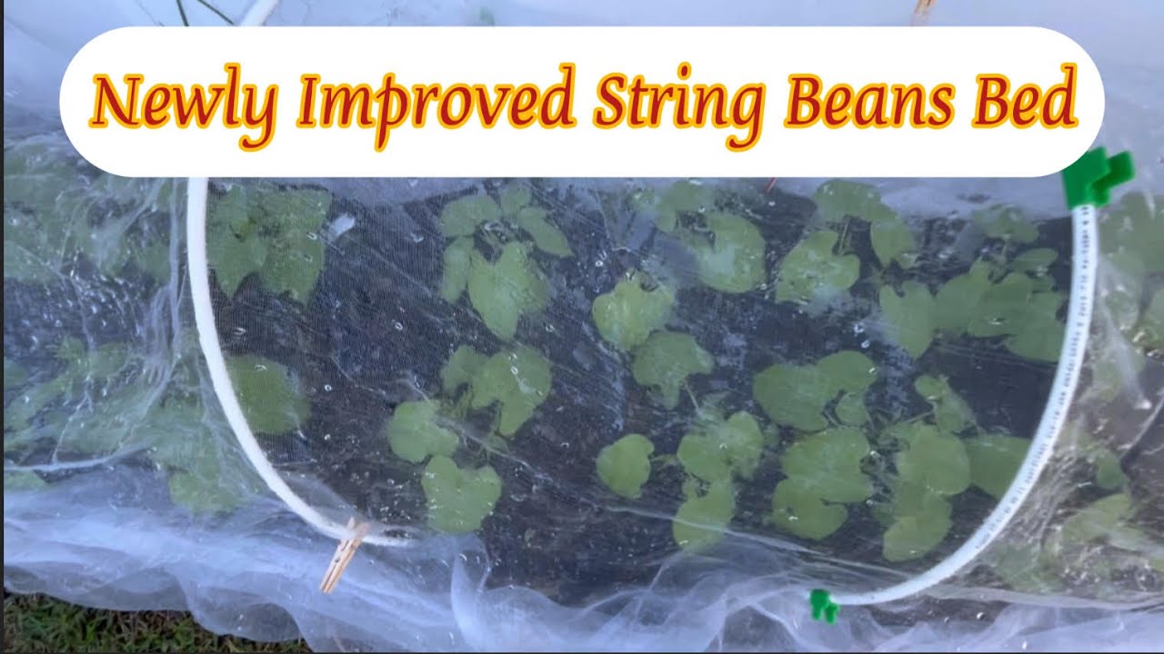 String Beans Bed: From Seeds to Seedlings - YouTube