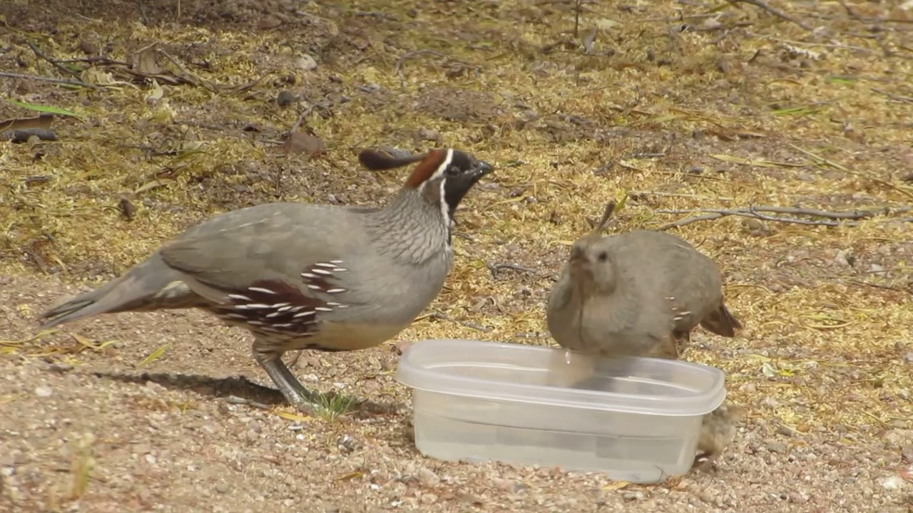 Quail Chick Run Around - YouTube