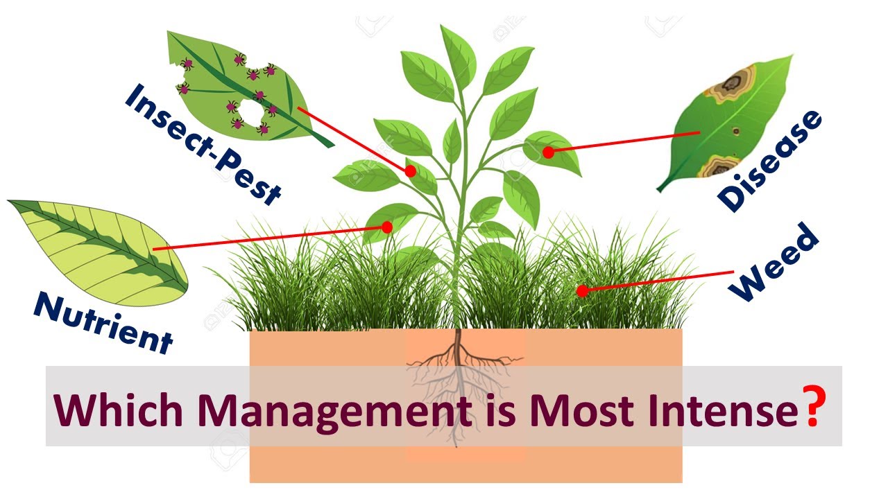 Which crop management is more intense - Disease / Insect / Weed ...