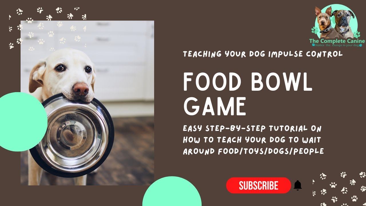 How to Improve your dog's impulse control with the Food Bowl Game - YouTube