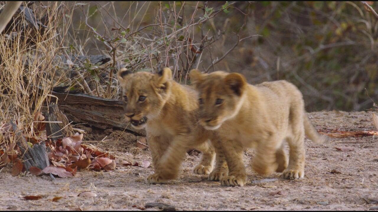 Big Cat Country - 01 L'invasione ha inizio - YouTube