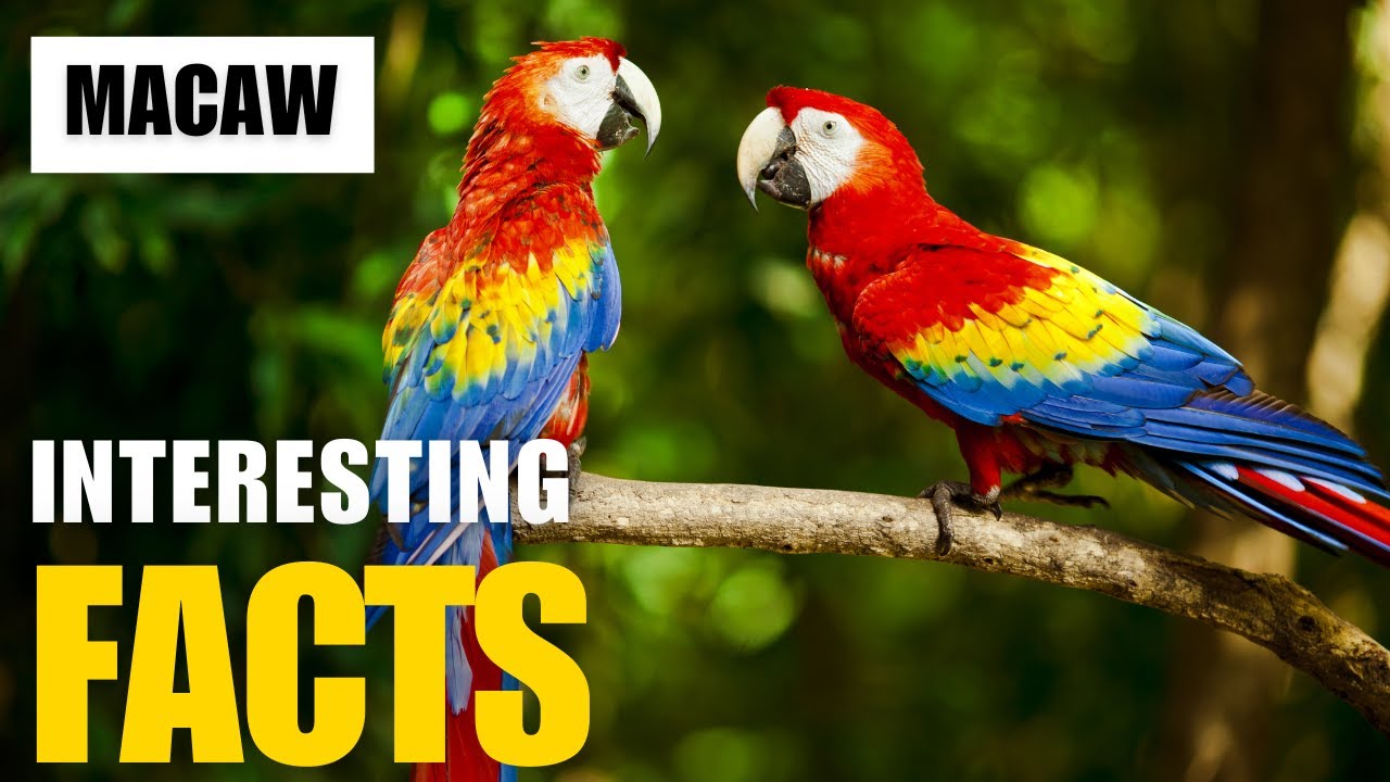 Exploring the Fascinating World of Macaw | Interesting Facts | The ...