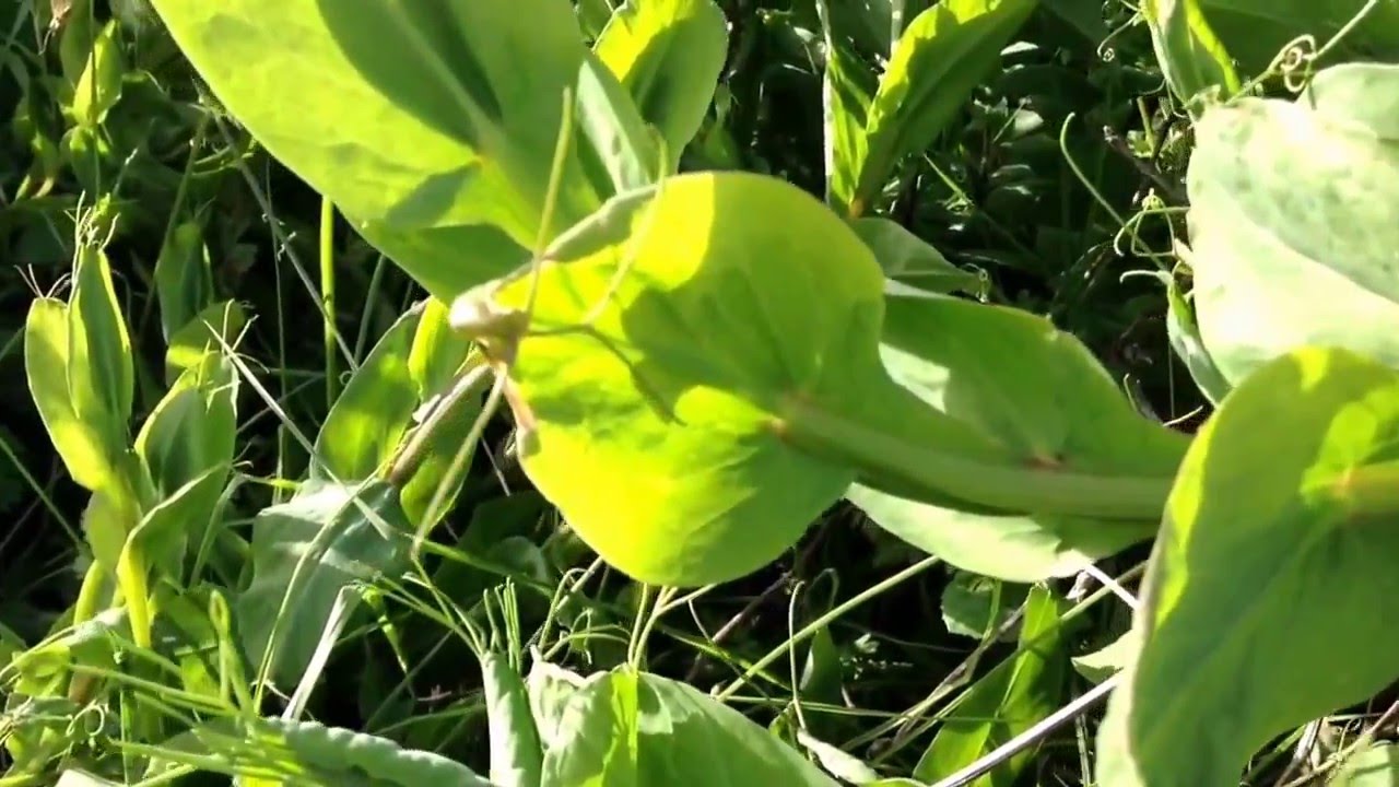 Kesako 1# - YouTube