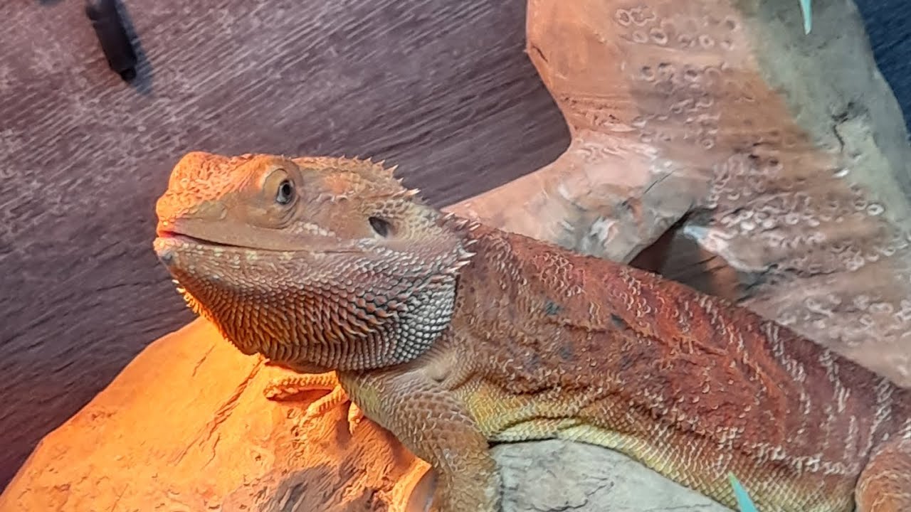 this is my animation bearded dragon addiction - YouTube