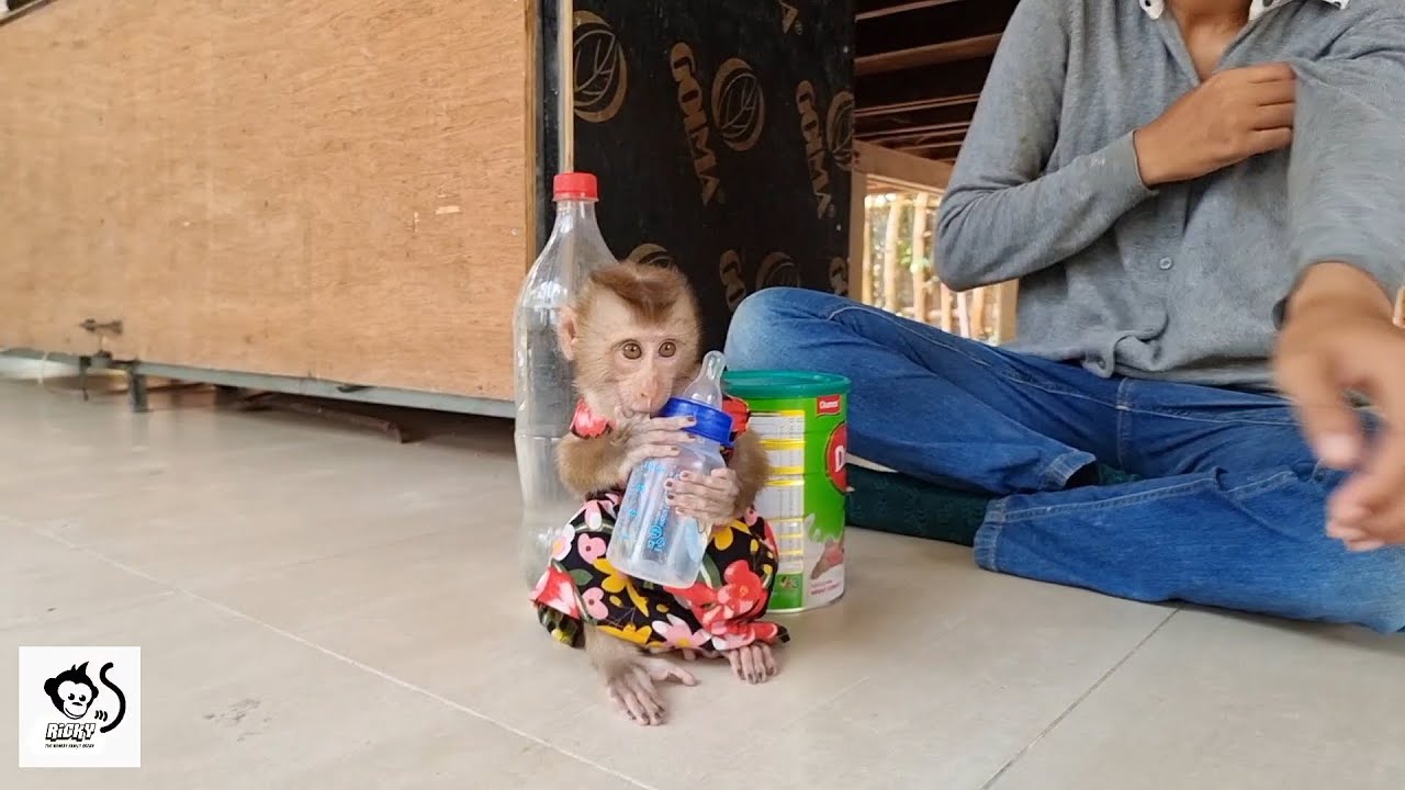The monkey will be angry with his mother because his mother is poor ...