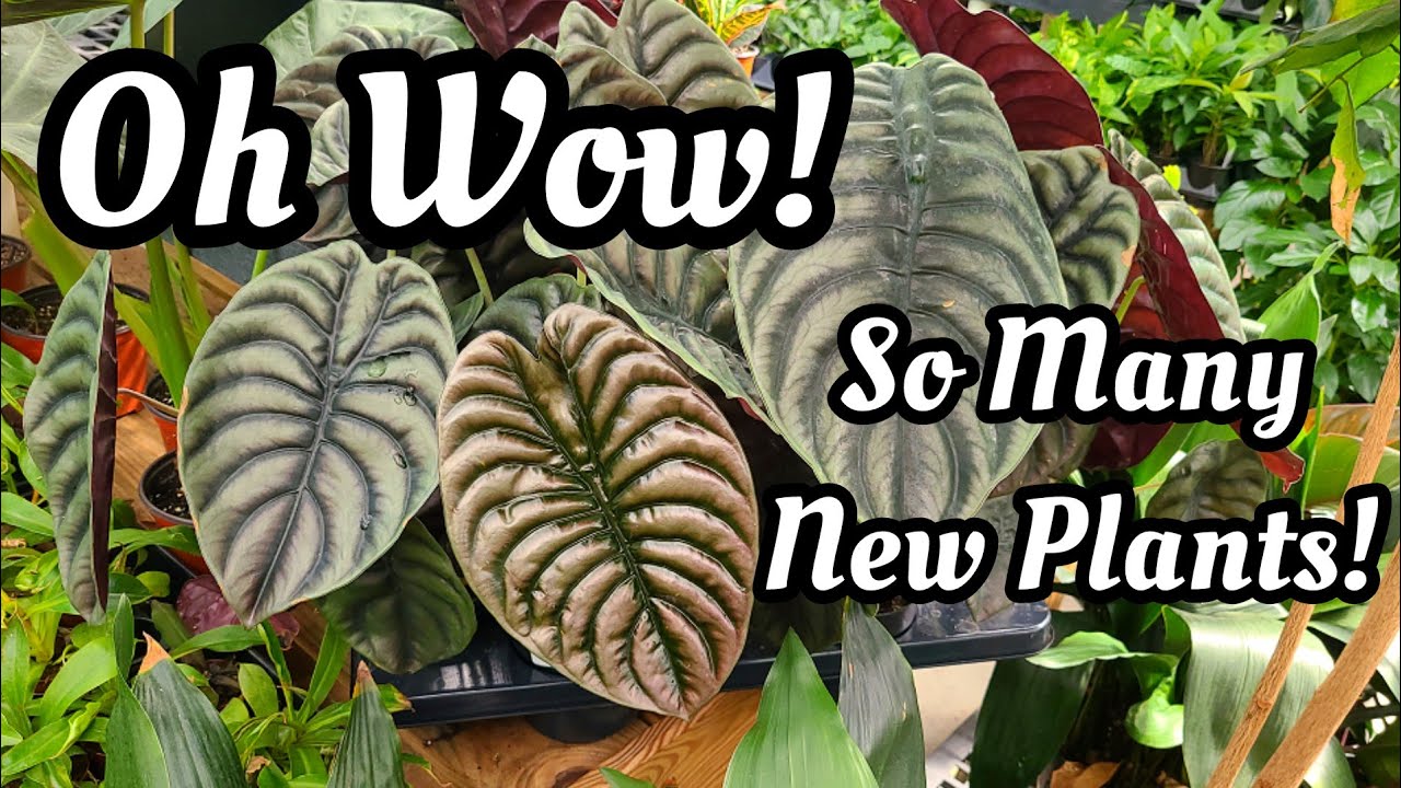 SO MANY PLANTS!! Alocasia, Philodendron, Hoya & More!! PLANT SHOPPING ...