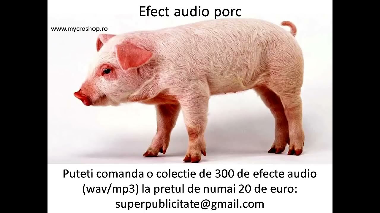 Efect audio porc. Pig sound effects. - YouTube