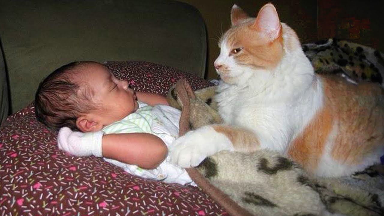 When your cat becomes a little nanny 👶 ️🐱Cute Cats and Human - YouTube