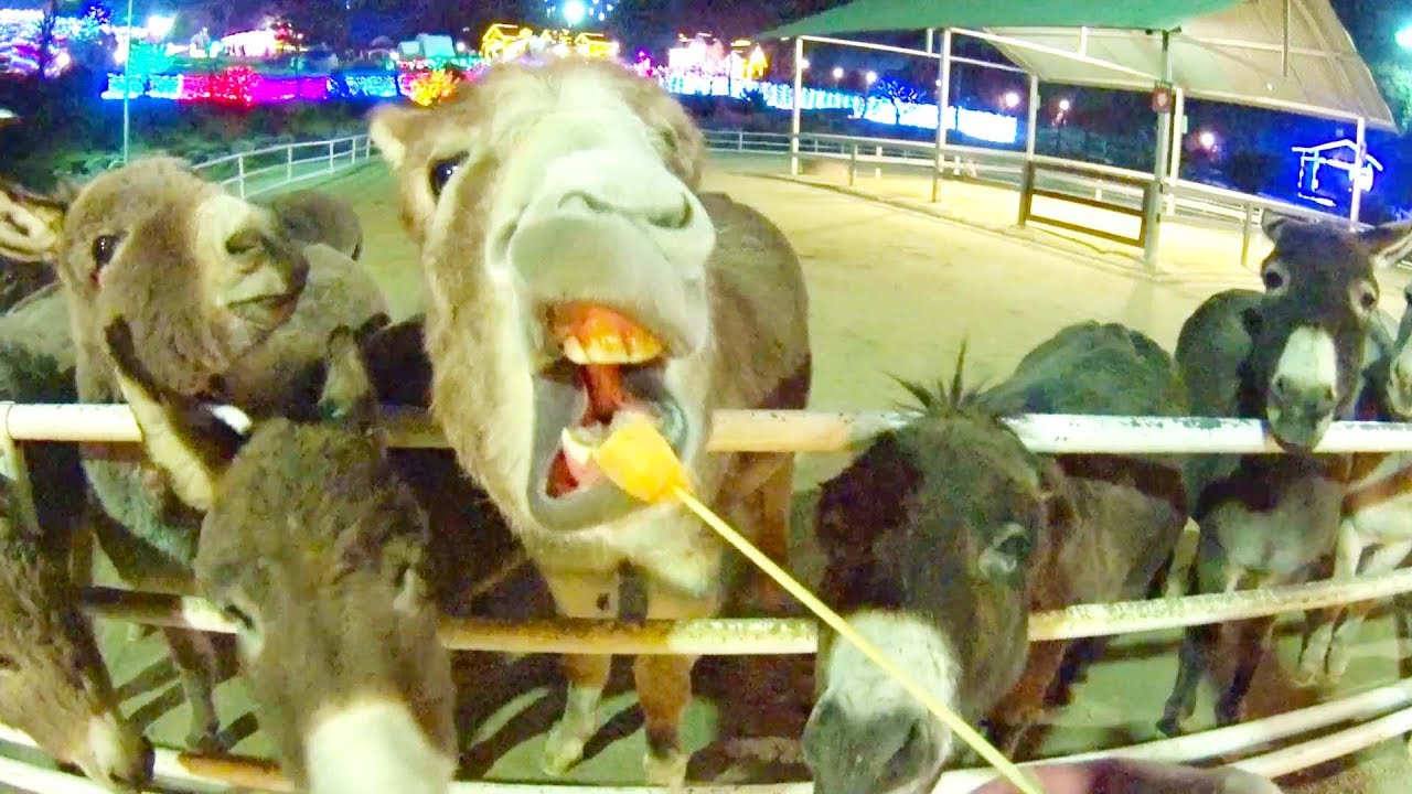 [With Kids]Funny Outdoor Playground Donkey Carrot Feeding Experience ...