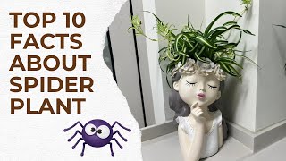 Spider Plant Secrets: Top 10 Fascinating Facts You Didn't Know