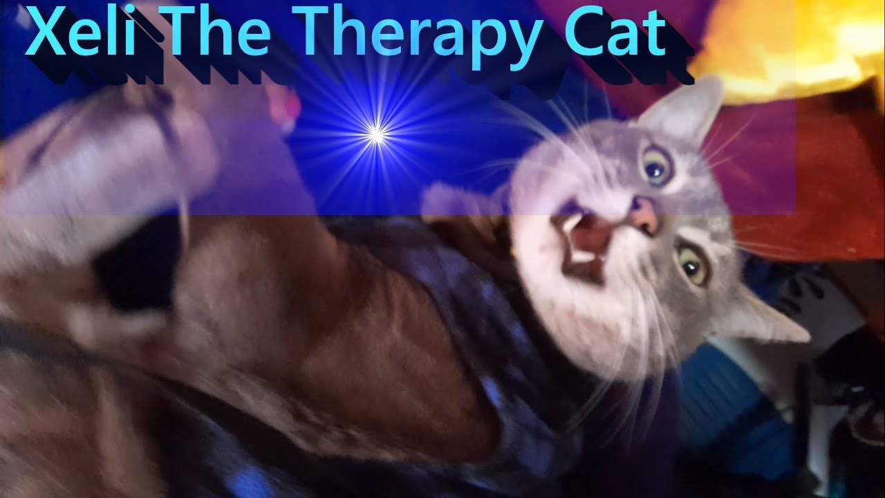 Xeli Is An Airport Therapy Cat - YouTube