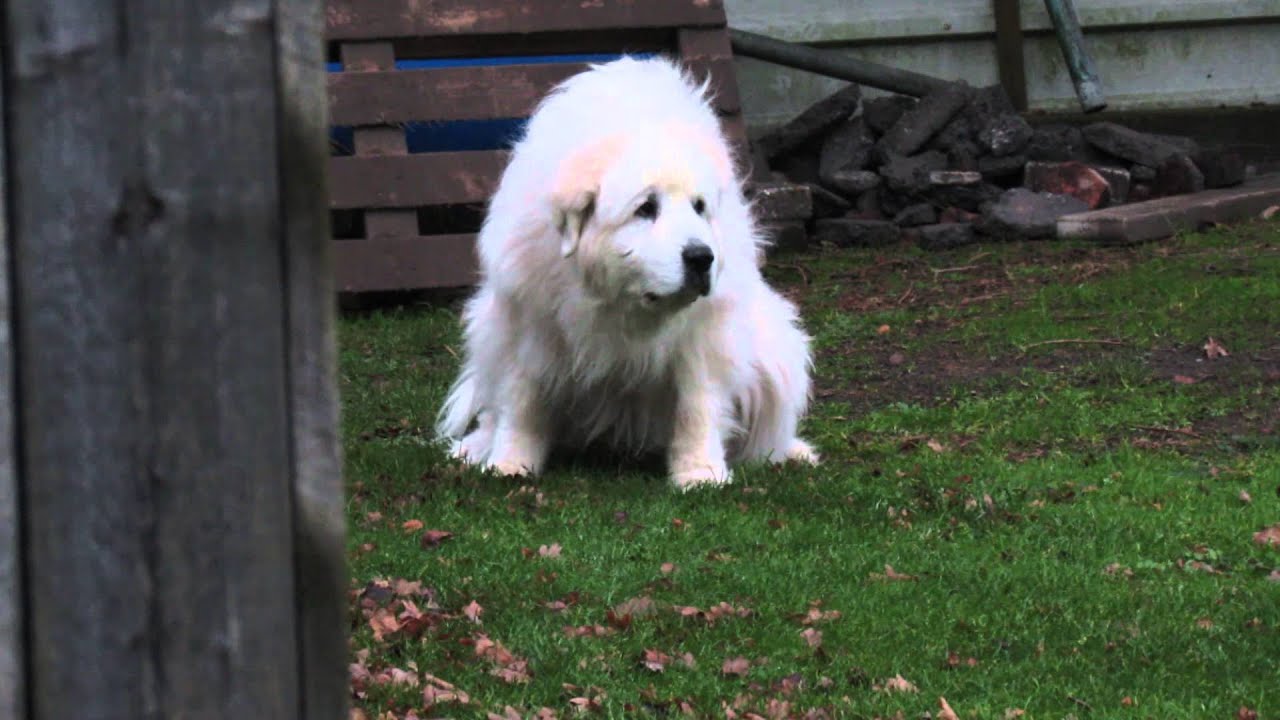 Shiela onze pyrenese Berghond een van de laatste video,s - YouTube