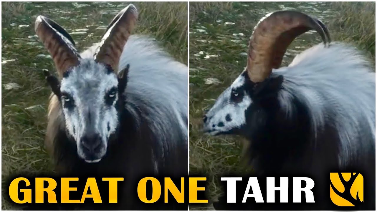 SNEAK PEEK AT GREAT ONE TAHR VARIANT NUMBER 2! INSANE! NEW GREAT ONE ...