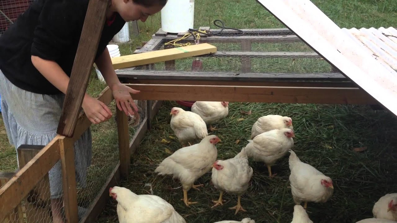 (Not Graphic) Chicken Processing Day - YouTube