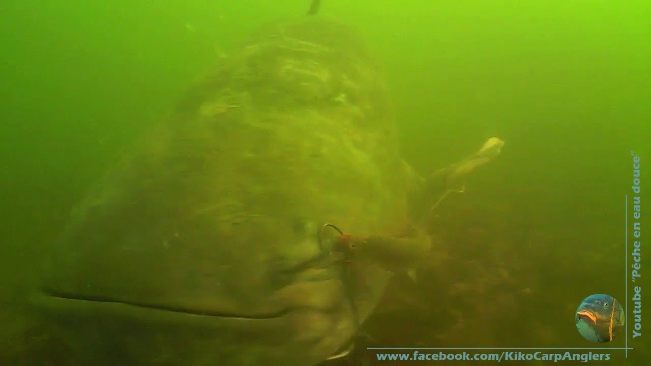 CATFISH UNDERWATER FACE WATERWOLF CAM ! - YouTube