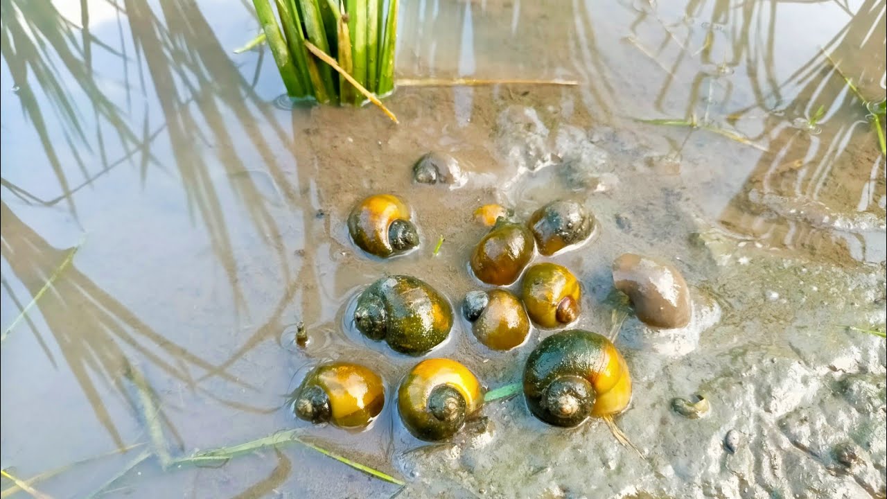 HUNTING GOLDEN SNAILS !! Menangkap Keong Mas di Sawah - YouTube