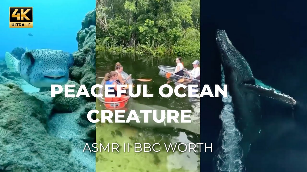 😌PEACEFUL OCEAN VISUALS II ASMR OCEAN II 4K II All about species and ...