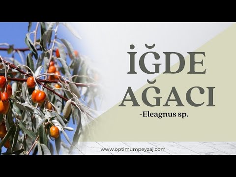 BİTKİ ANSİKLOPEDİSİ | İĞDE AĞACI - ELEAGNUS SP. ÖZELLİKLERİ NEDİR? İĞDE AĞACI İSTEKLERİ NELERDİR?